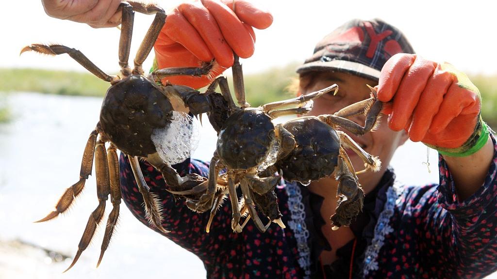 Live Radio, Shows & Podcasts | CGTN Radio