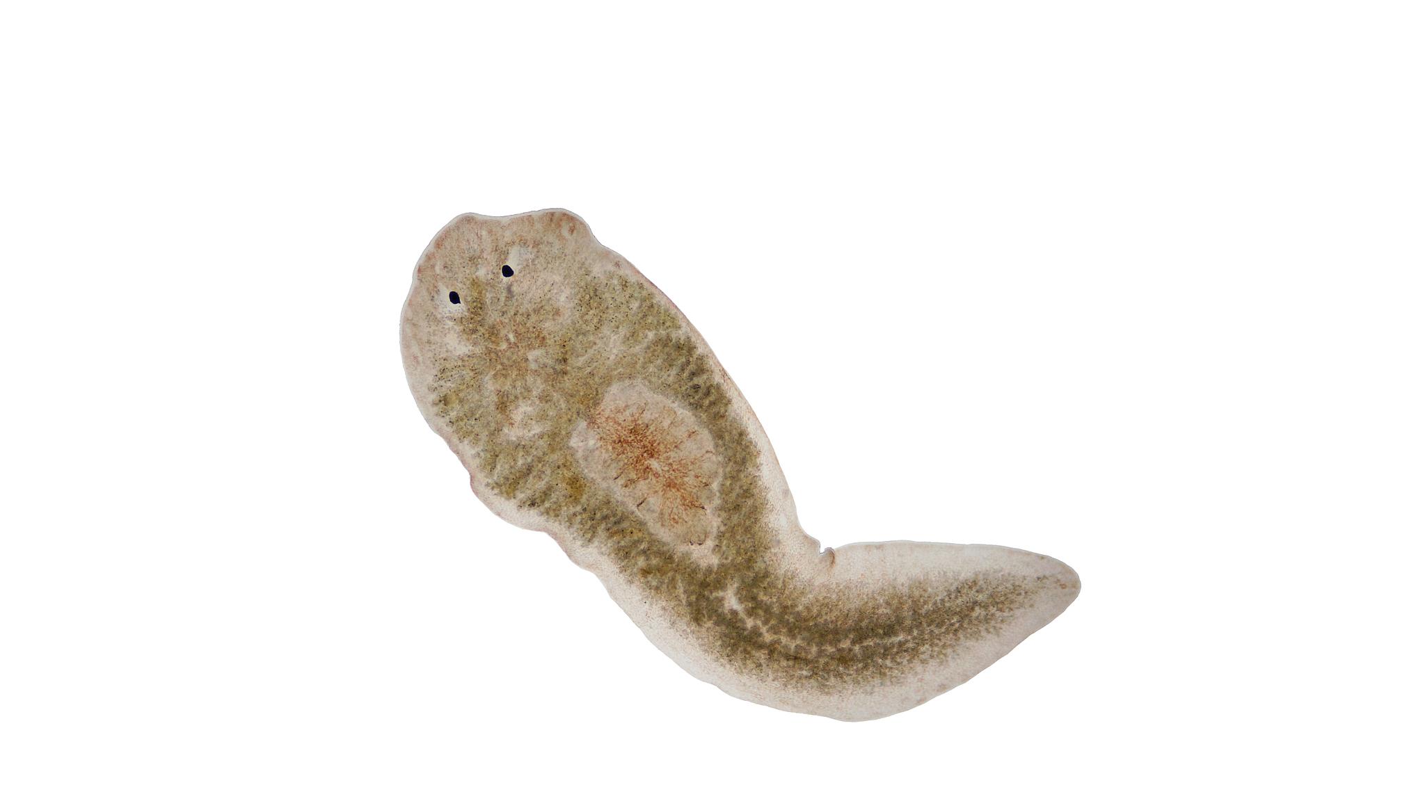 Live Radio, Shows & Podcasts | CGTN Radio