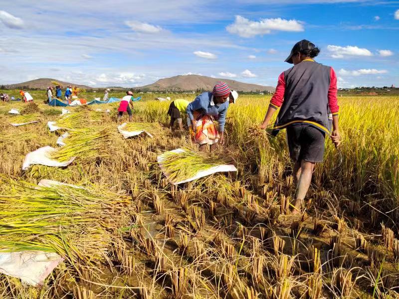 Live Radio, Shows & Podcasts | CGTN Radio